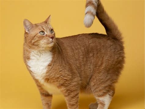 What Is Catnip How It Affects Cats And Safe Usage Tips Ripponlea