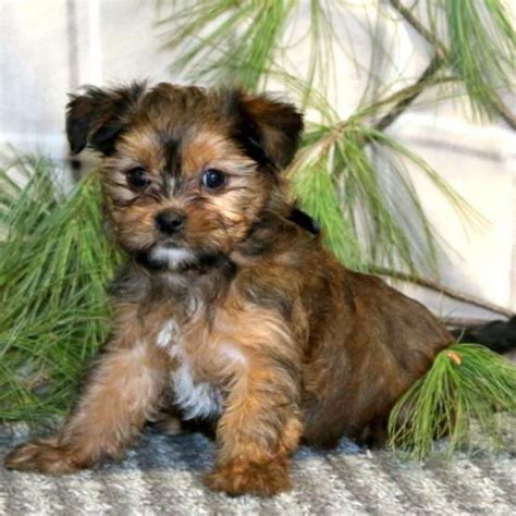 Shorkie Puppies For Sale Greenfield Puppies
