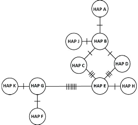 Haplotype Network For Partial Mtdna D Loop Region Of Sand Tiger Sharks