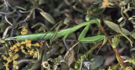 Grasshopper Poster Arthipo