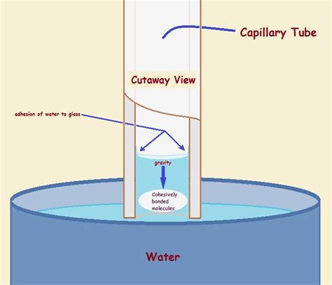 Capillary Action Is A Term Used To Describe How Lewis Has Ritter Capillary Action Is A Term Used To Describe How Lewis Has Ritter