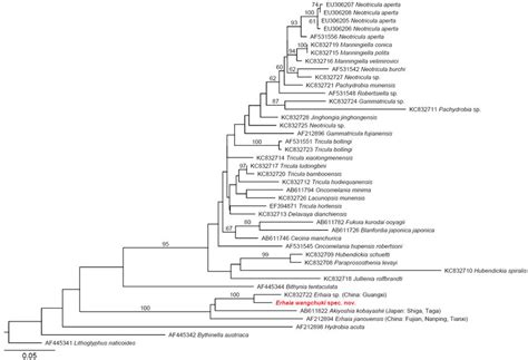 Maximum Likelihood Tree Based On The 16s Rrna Dataset Of Liu Et Al