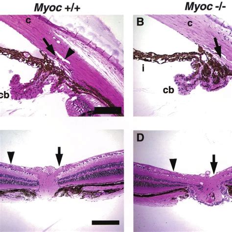 Pdf Targeted Disruption Of The Myocilin Gene Myoc Suggests That