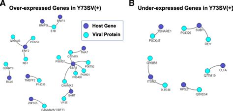 Virus Host Protein Protein Interaction Of Differentially Expressed Download Scientific Diagram