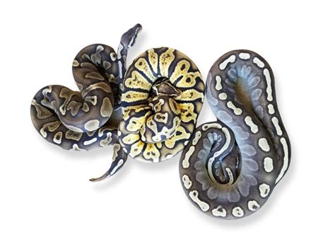 Circle A Serpents High Quality Ball Python Breeder