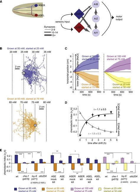 Dynamic Encoding Of Perception Memory And Movement In A C Elegans