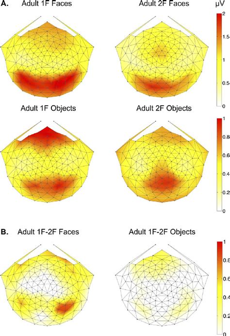 2d Scalp Topographic Maps Of Adult A 1f And 2f Responses To Faces And