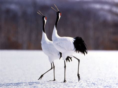 タンチョウ 鶴の画像検索結果 Japan Visit japan Japanese crane