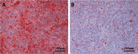 Alizarin Red S Staining On Mcnts A And Nha B For Mineralized Nodule