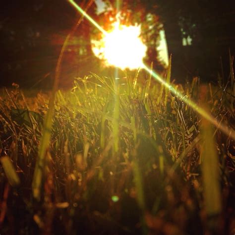 Premium Photo Sun Shining Through Grass