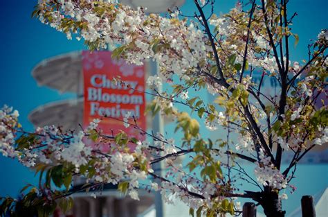Northern California Cherry Blossom Festival 2024 In San Francisco Roveme