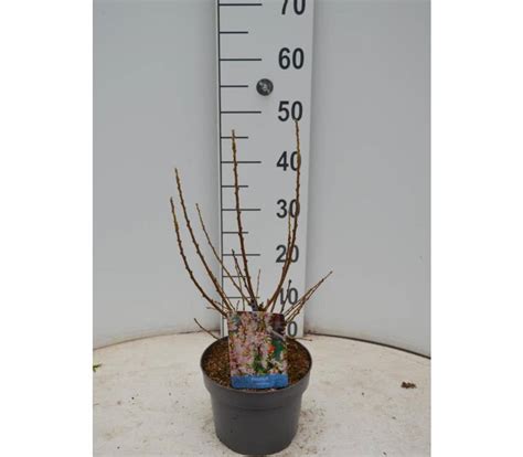 Prunus Tomentosa Green Solutions