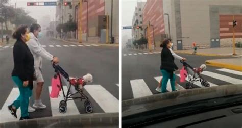 Tiktok Video Viral Perú Captan A Una Pareja Paseando A Su Perro A