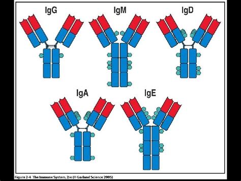 Antibody Structure And The Generation Of Bcell Diversity