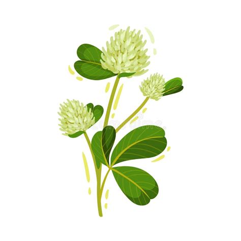 White Trifolium Flower Head On Green Stem With Trifoliate Leaf Vector