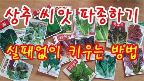 상추 씨앗 파종하기 Youtube