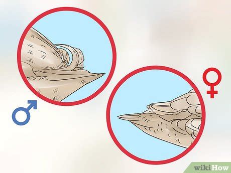 Ways To Tell The Sex Of A Baby Duck WikiHow