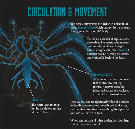 Tarantula Giant Of The Spider World Earthly Mission