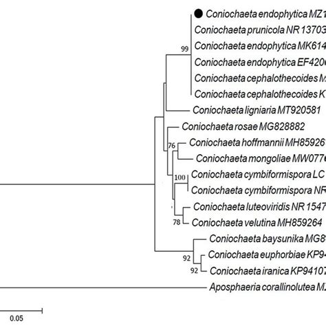 Maximum Likelihood Ml Tree Based On Aligned Sequences Of Its Rdna Download Scientific Diagram