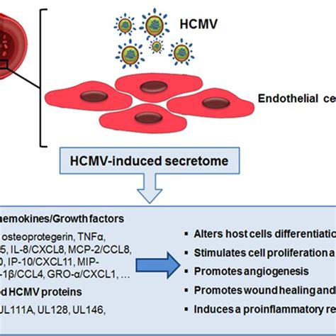 Regulation Of Hcmv Miep Activity During Lytic And Latent Infections