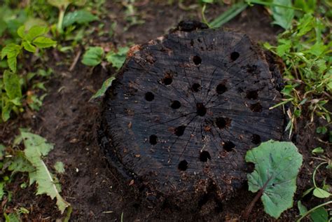 How To Stop Tree Stumps From Sprouting 7 Ways EatHappyProject