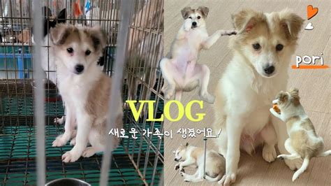 입양vlog 새식구가 생겼어요 유기견입양 아기강아지 입양첫날 포인핸드 Youtube