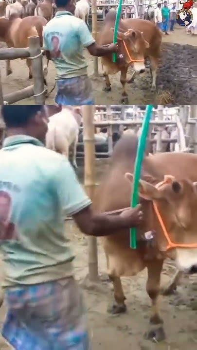 ২ টা ৩ লাখ ৭০ হাজার টাকা Cattlemarket Shahiwalcow মাংসের গরু Beef Youtube