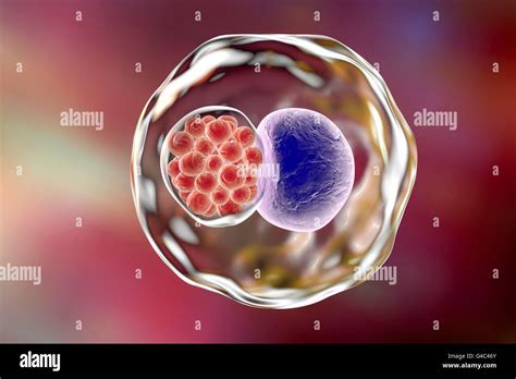 Chlamydia Bacteria In A Cell Computer Illustration Showing An