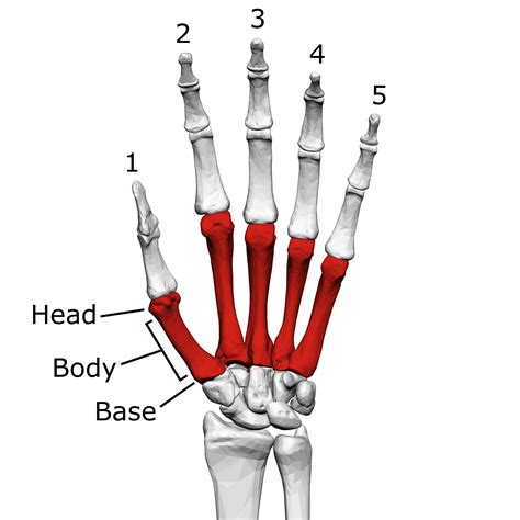 Visual Anatomy 視覚解剖学