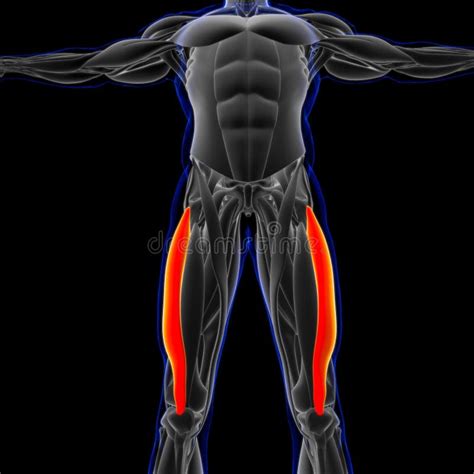 Vastus Lateralis Muscle Anatomy For Medical Concept 3d Illustration