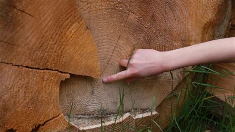Counting Tree Rings Stock Video Footage 4K And HD Video Clips Shutterstock