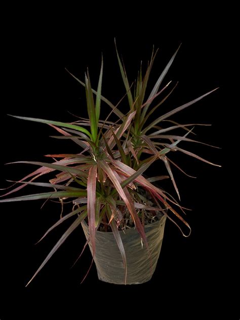 Dragon Tree Dracaena Marginata Growco Nursery