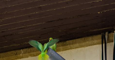 А и Б сидели на трубе Пикабу