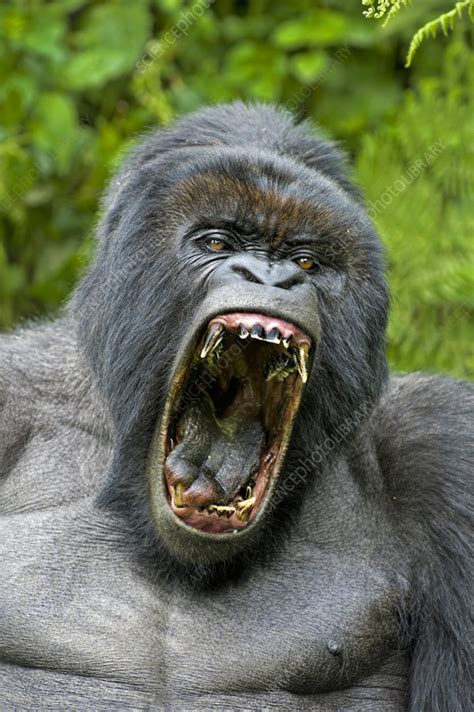 Gorilla Teeth Vs Human Teeth Alpha Male Gorilla Yawns Irritably