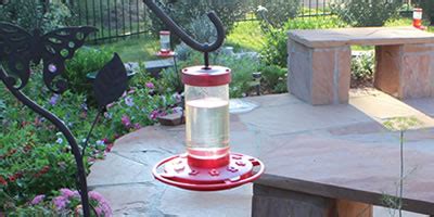 Hummingbird Feeders Glass Feeders Plastic Hummer Feeders And How To