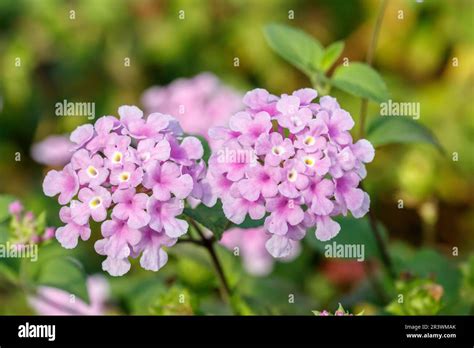 Lantana Montevidensis Also Known As Trailing Lantana Weeping Lantana