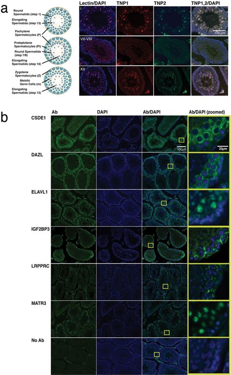 Tnp1 Tnp2 And Candidate Rna Binding Proteins Are Expressed In