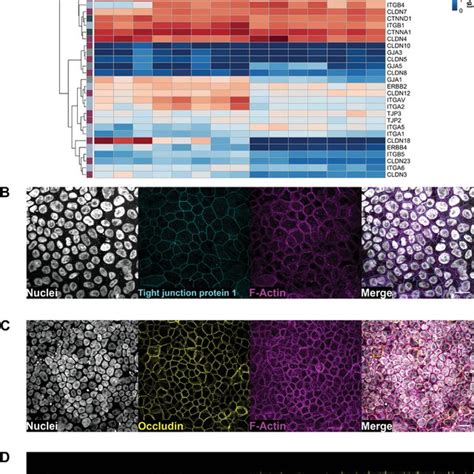 Gene Ontology Analysis Reveals Expression Of Mhc Ii Surface Antigens By Download Scientific