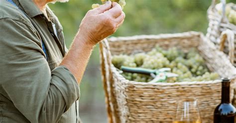 포도밭에서 갓 딴 포도로 가득 찬 테이블 근처에 와인 잔을 들고 서 있는 고위 와인 메이커의 초상화 사진 Unsplash의 녹색 색상 이미지