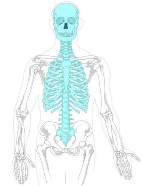 Chapter 6 Axial Skeleton Lecture Diagram Quizlet
