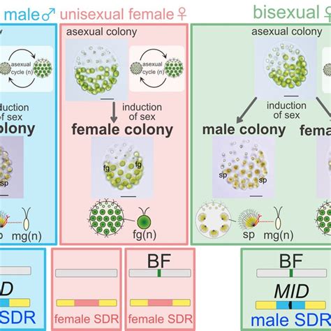 Tetsuya Higashiyama Professor Doctor Of Philosophy Nagoya
