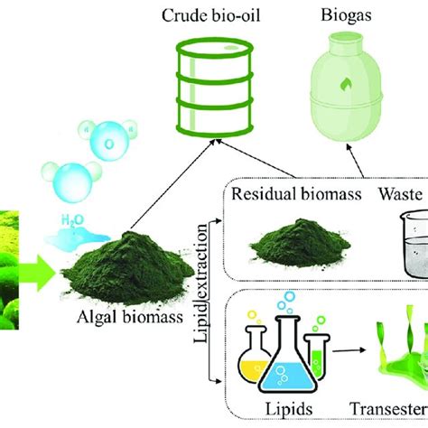 The General Processing Pathway Of Bioenergy Production From Microalgal