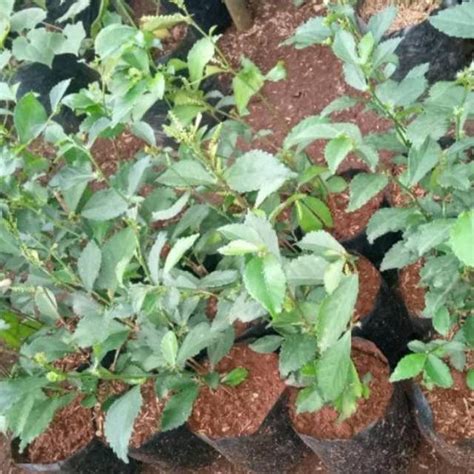 Jual Tanaman Pagar Teh Tehan Tetehan Tanaman Pagar Pohon Tetehan Pohon Pangkas Shopee