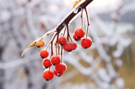 好吃的樱桃高清图片下载 正版图片600313865 摄图网