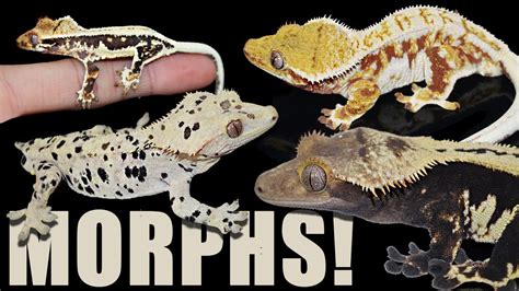 Leopard Gecko Morphs Chart Small Scale Leopard Gecko Breeding 101