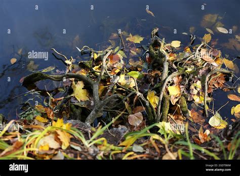 Tree Roots In Water With Autumn Leaves Stock Photo Alamy