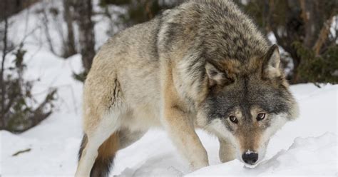 Sex Av Tio Vargar Har Skjutits På Sex Dagar Hd