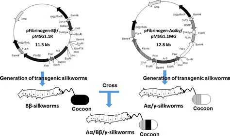 Generation Of Transgenic Silkworms Two Vectors Download Scientific Diagram