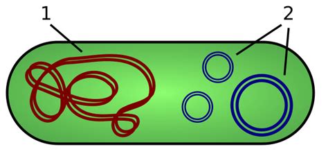 Plasmid Wikipedia Den Frie Encyklopædi