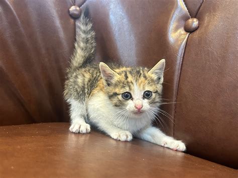 코리안숏헤어 계천이 샴입양 셀커크렉스입양 스코티쉬폴드입양 스핑크스입양 아메리칸숏헤어입양 아비시니안입양 터키시앙고라입양 페르시안입양 애완견입양 반려견입양 털빠짐없는소형견종류